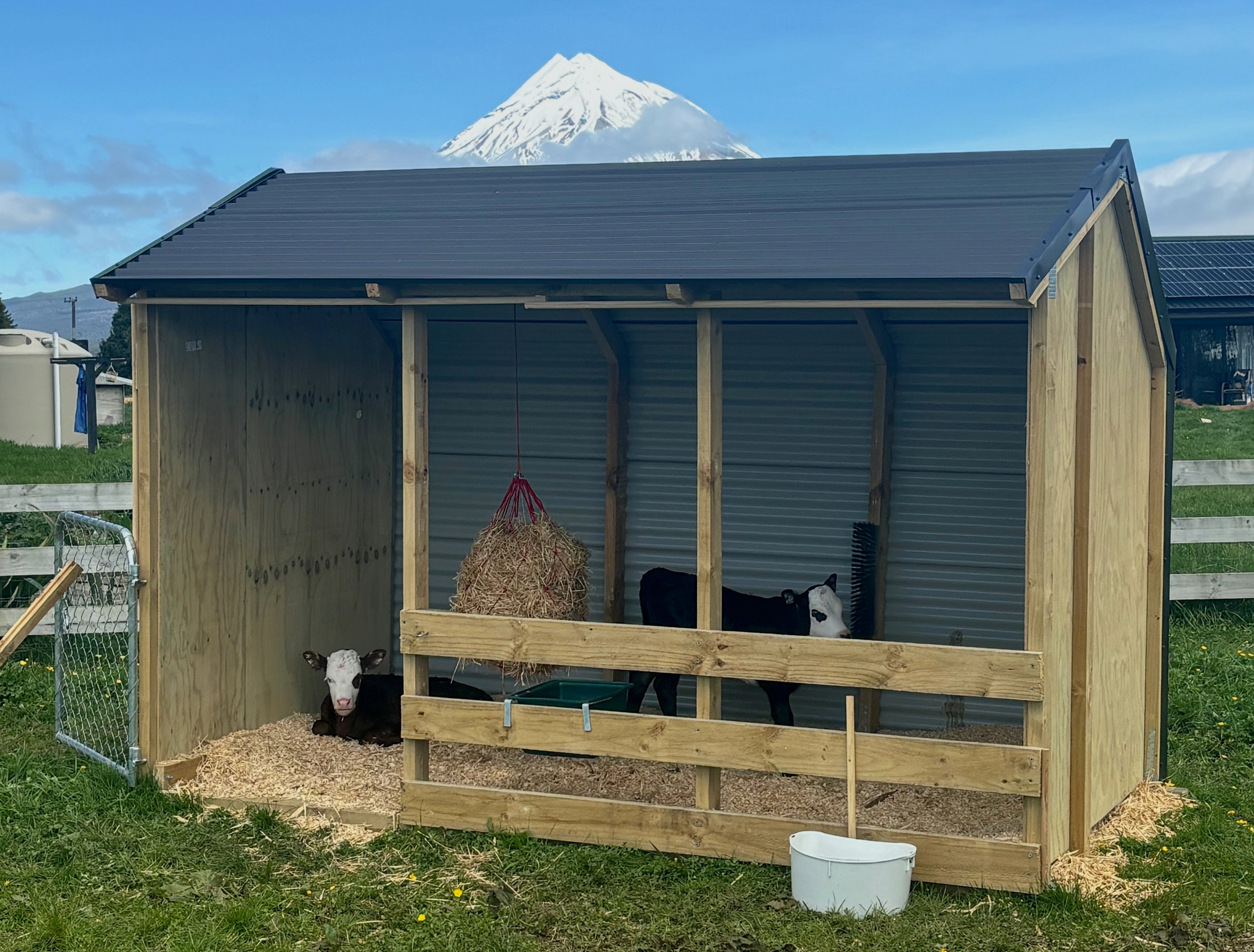 Keeping Your Calves Cosy This Winter: A Guide to Winter Calf Care