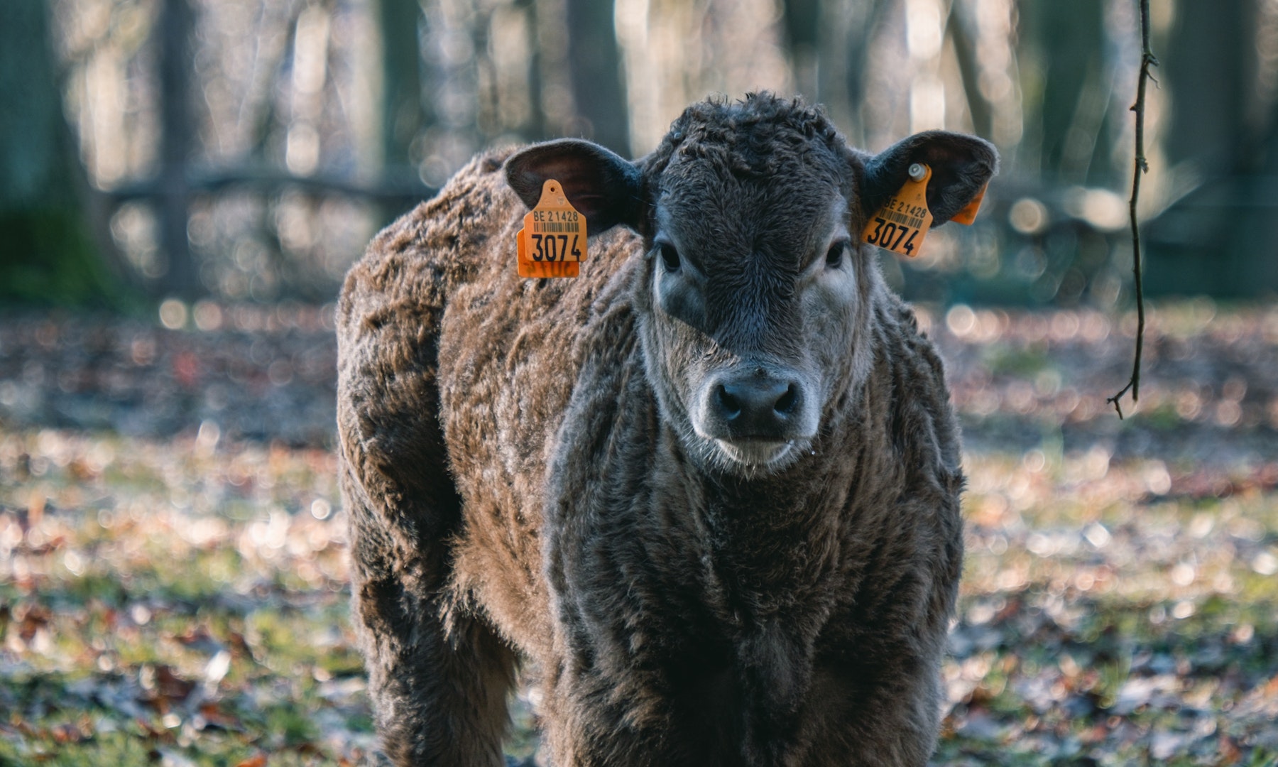 Bobby Calves Welfare Regulation Changes and what they mean for you